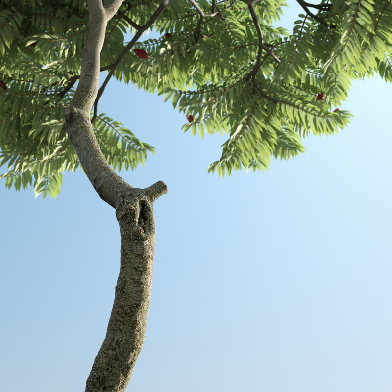 3d archmodels vol 163 trees