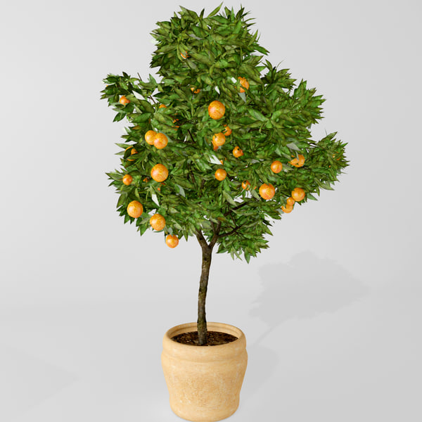 3d model orange tree