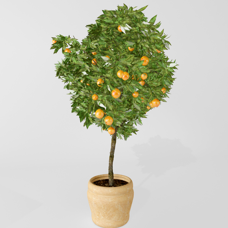 3d model orange tree