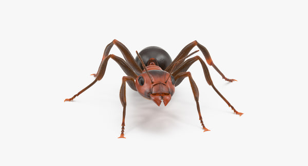 ant poses 3d model