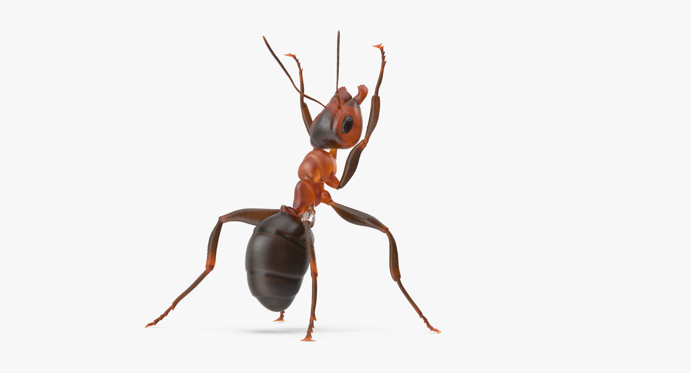 ant poses 3d model