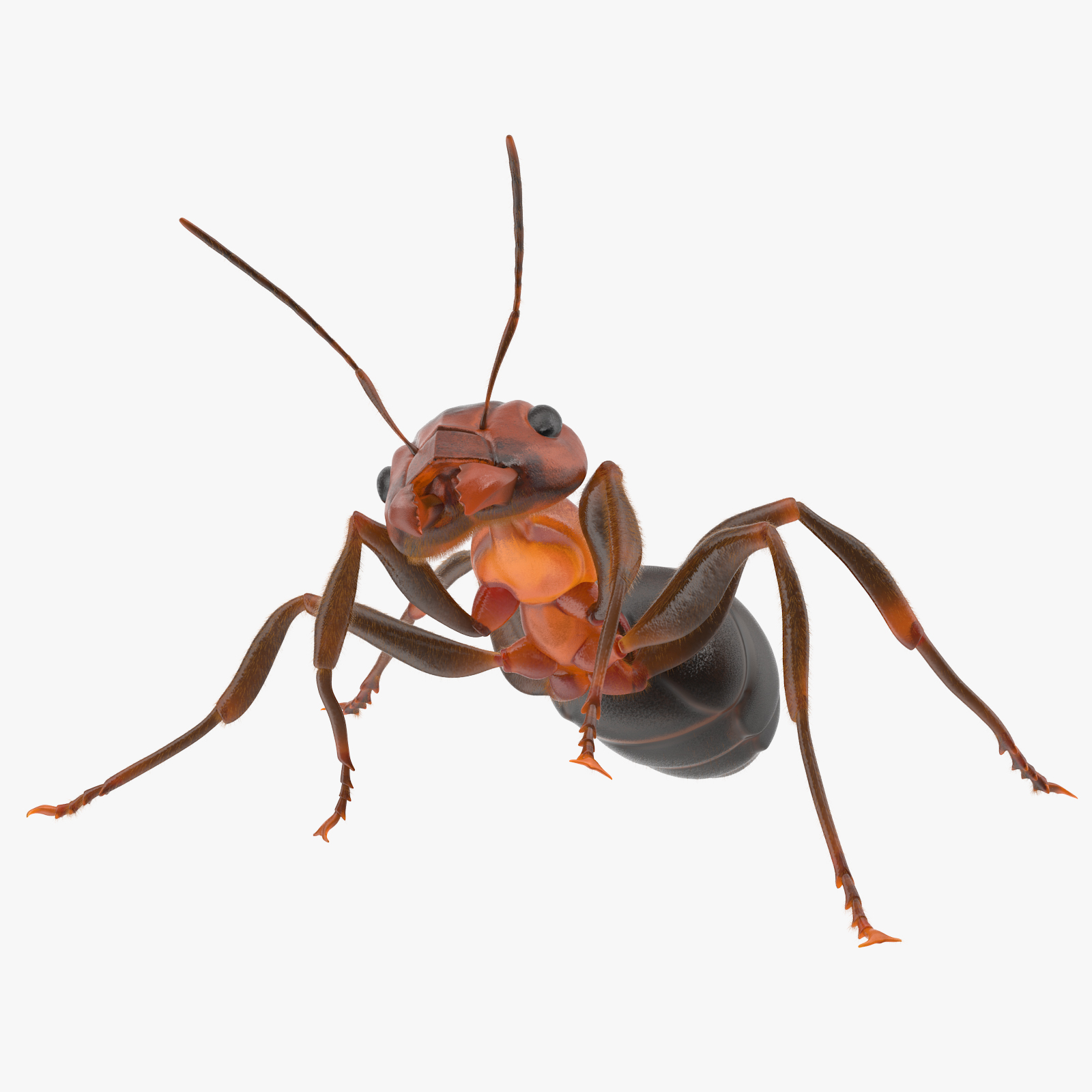 ant poses 3d model