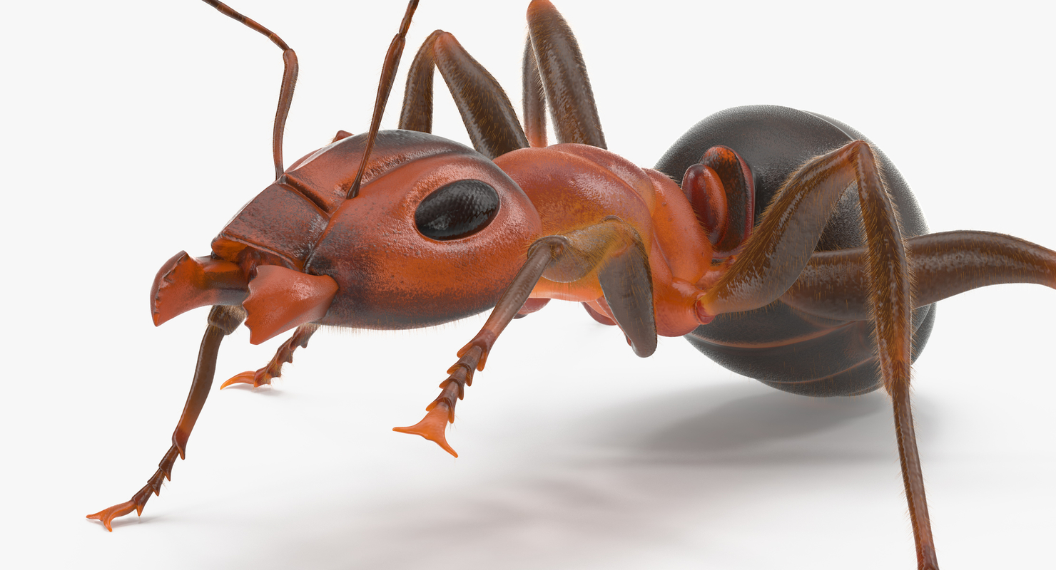 ant poses 3d model