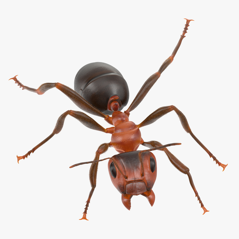 ant poses 3d model
