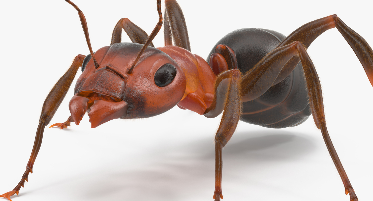 ant poses 3d model