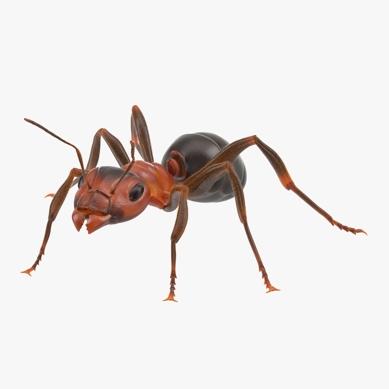 ant poses 3d model