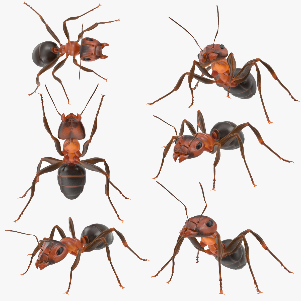 ant poses 3d model