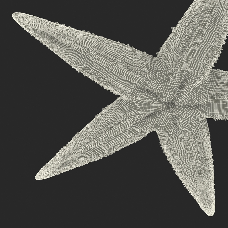 3d model starfish 2