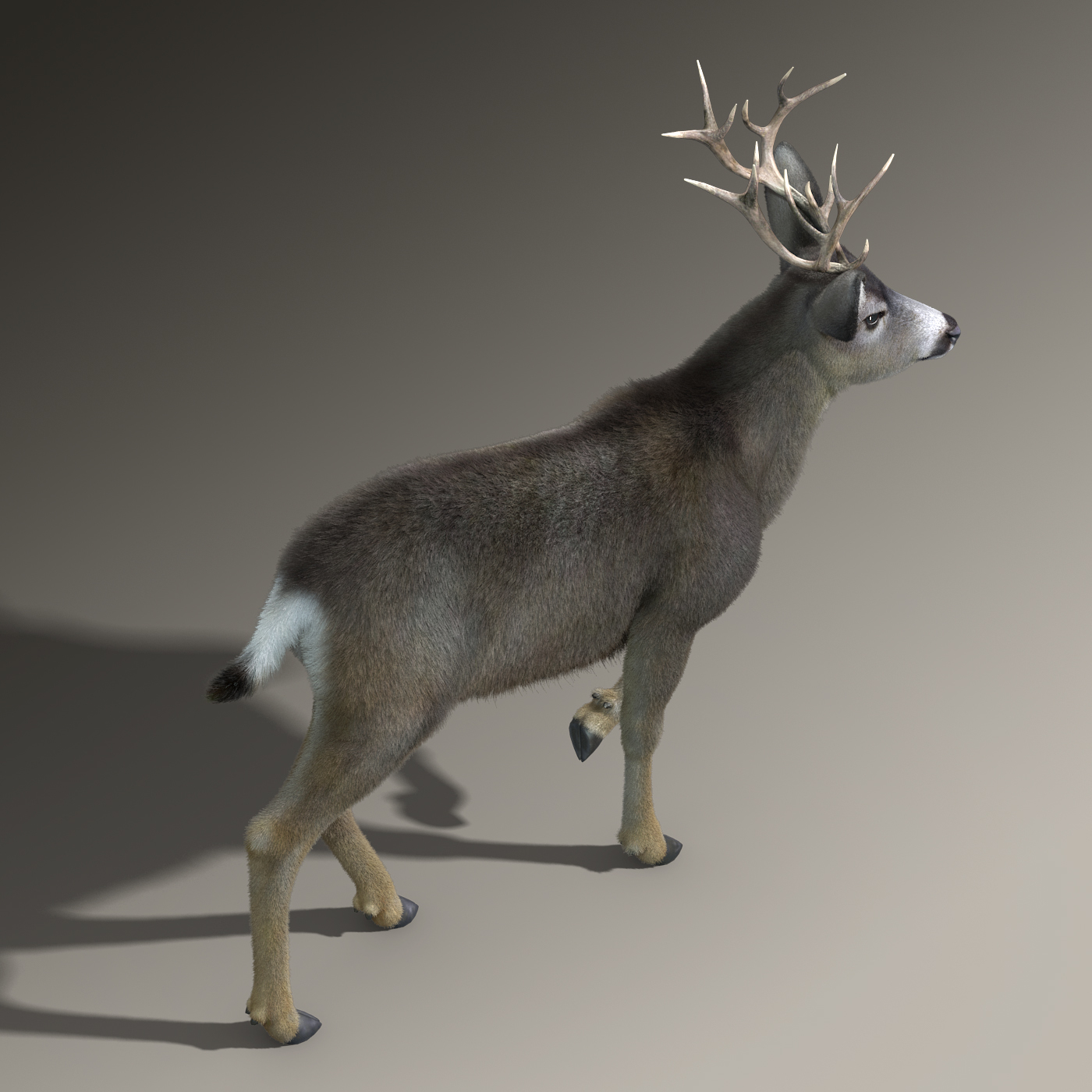 3d mule deer stag fur