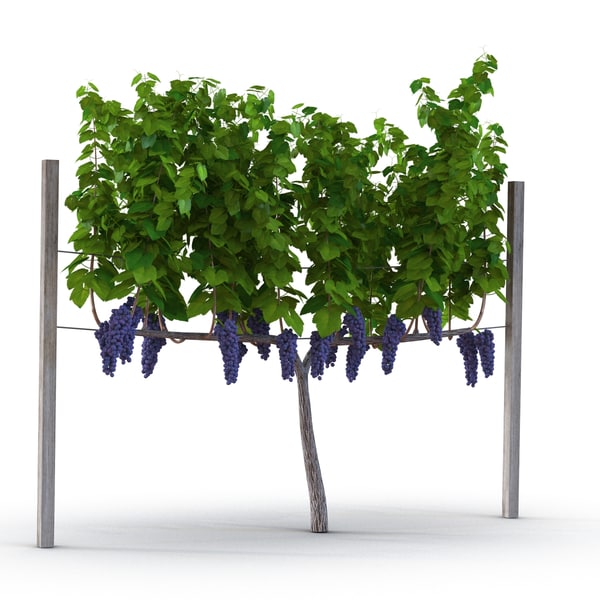vineyard red grapes 3d model