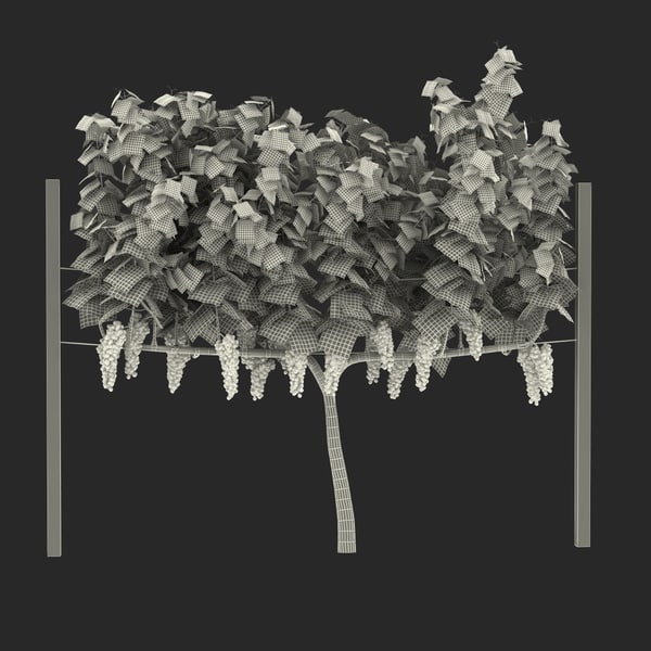 vineyard red grapes 3d model