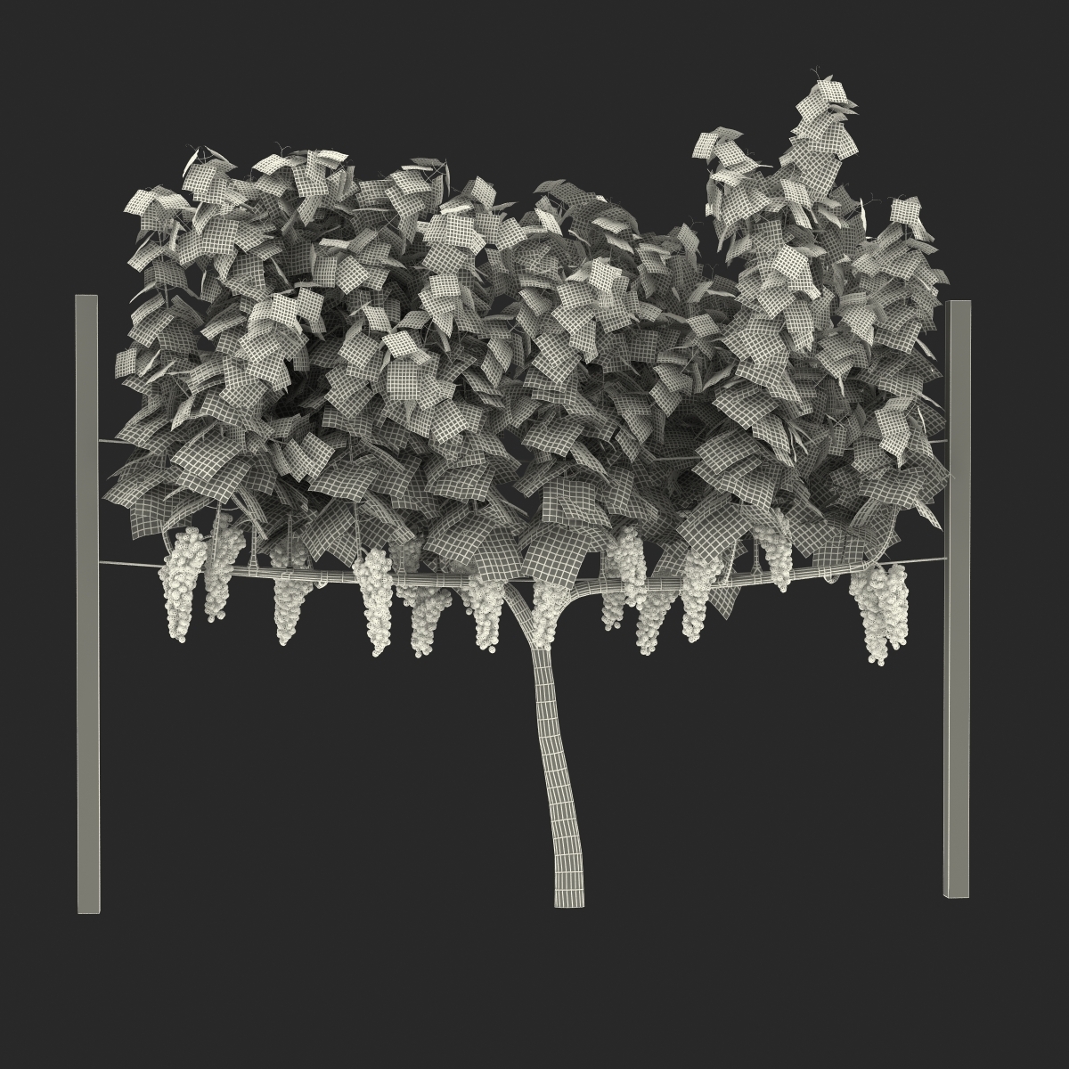 vineyard red grapes 3d model