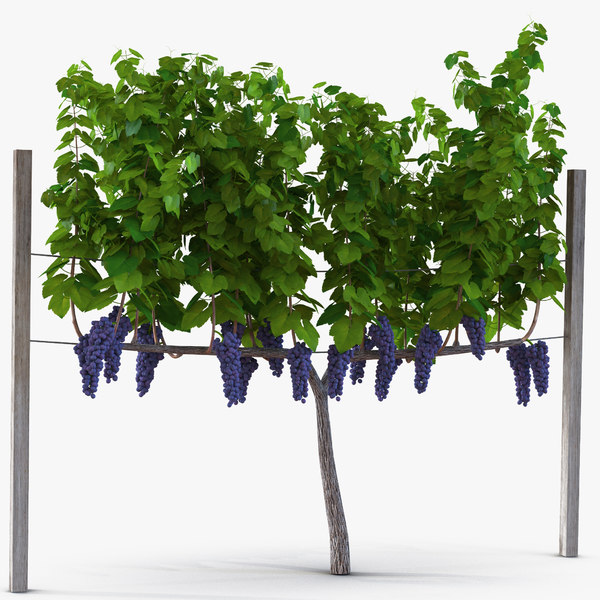 3D Vines Models | TurboSquid