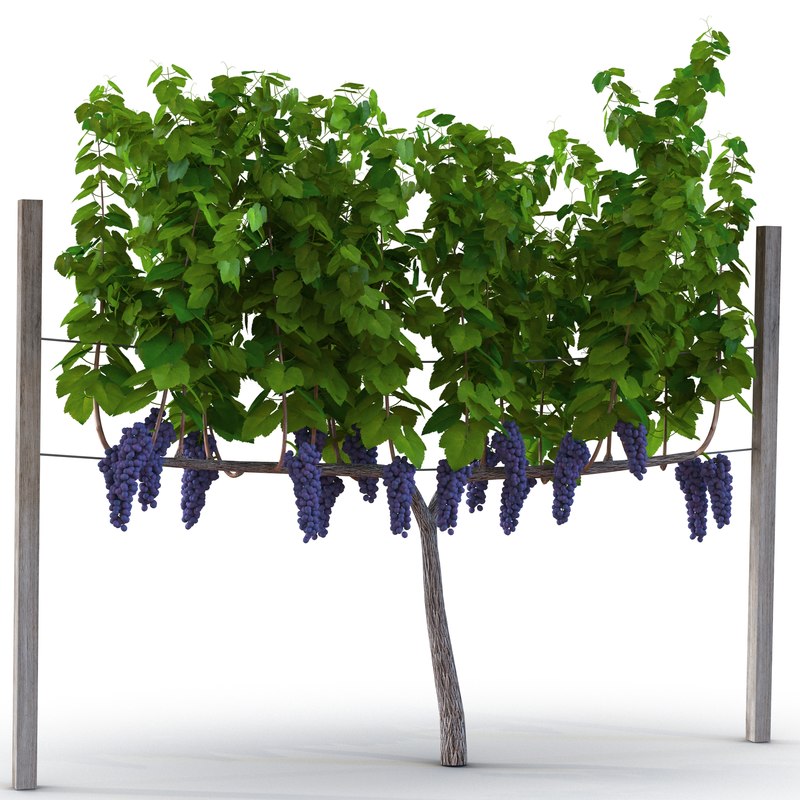vineyard red grapes 3d model