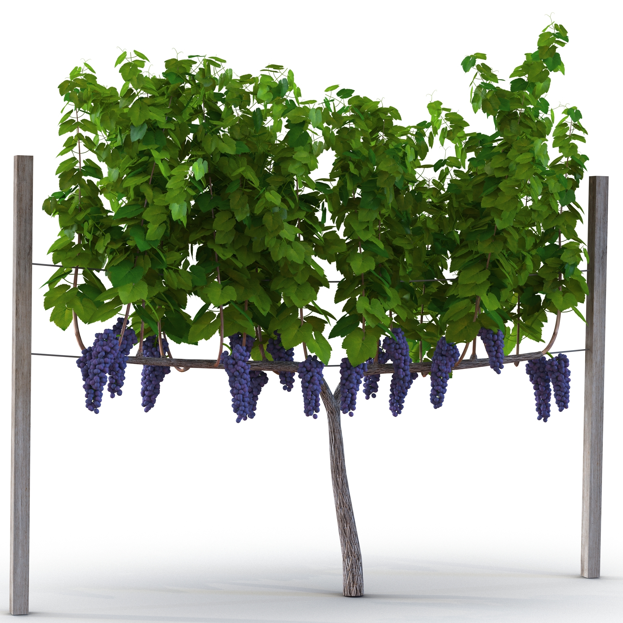vineyard red grapes 3d model