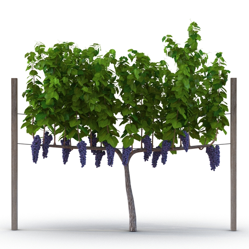 vineyard red grapes 3d model
