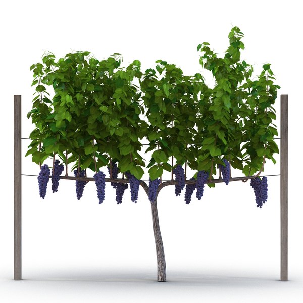 vineyard red grapes 3d model