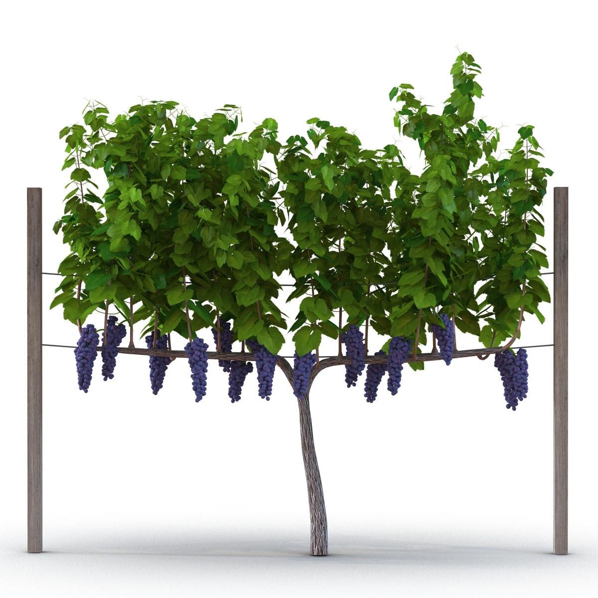 vineyard red grapes 3d model