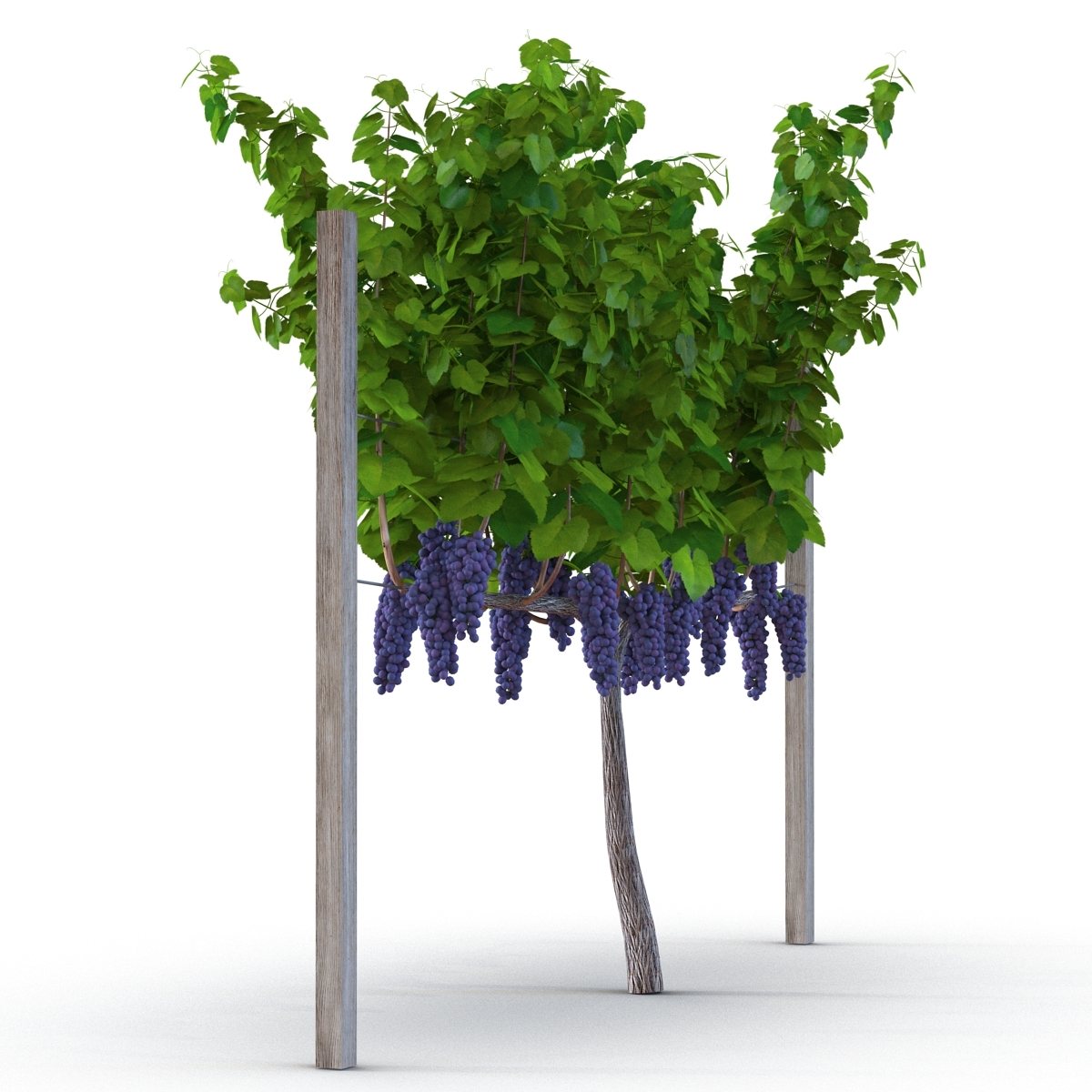 vineyard red grapes 3d model