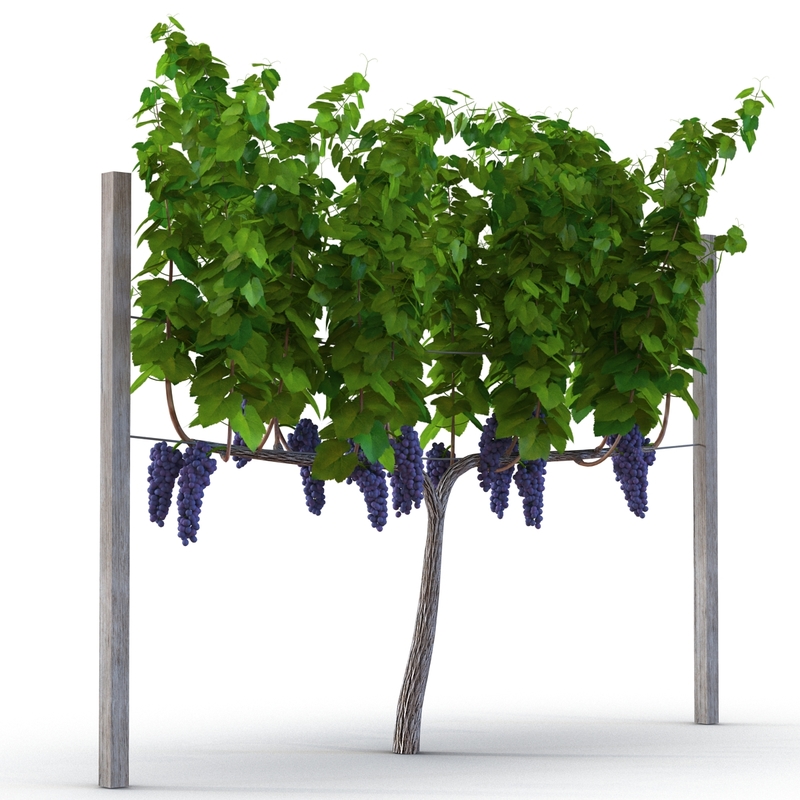 vineyard red grapes 3d model