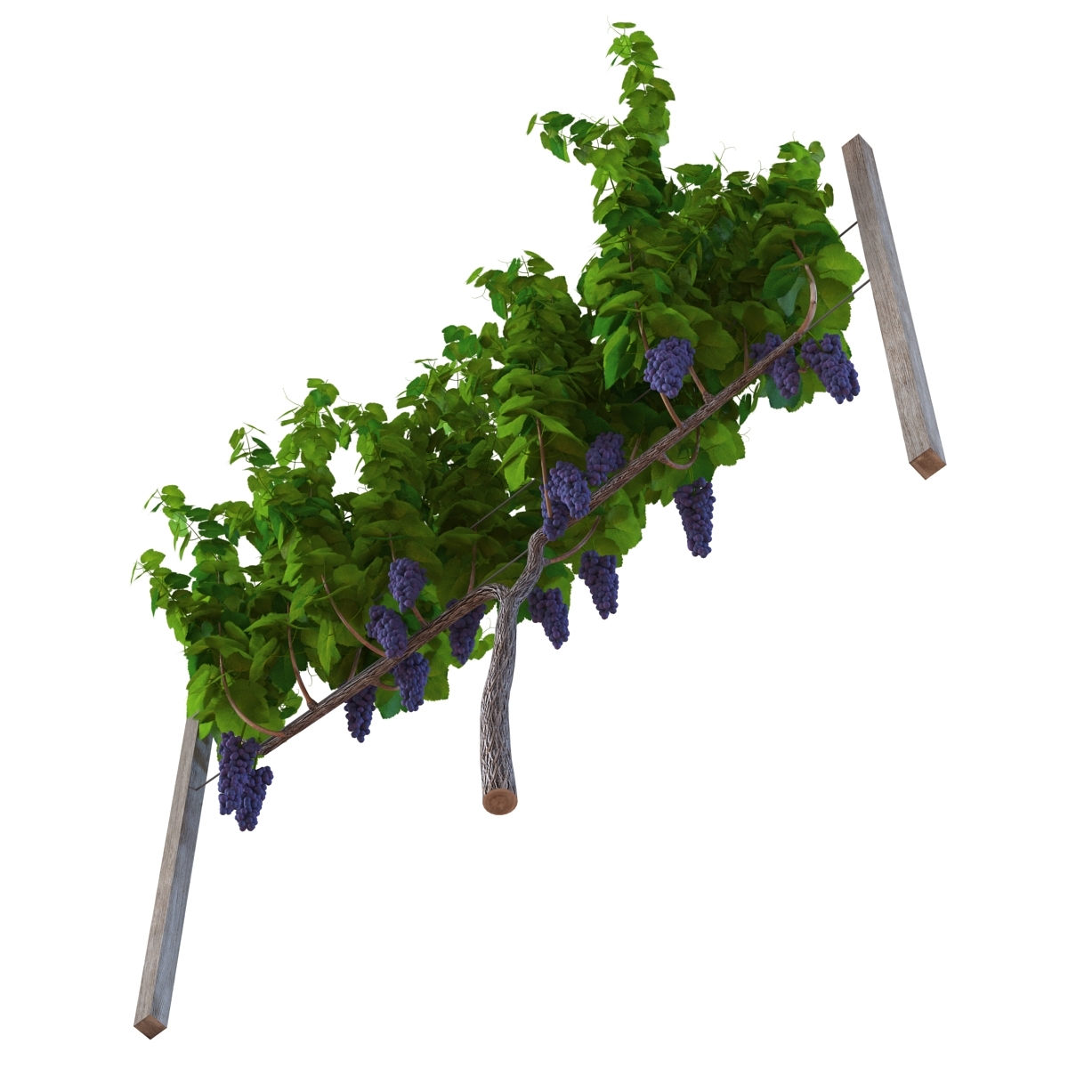 vineyard red grapes 3d model