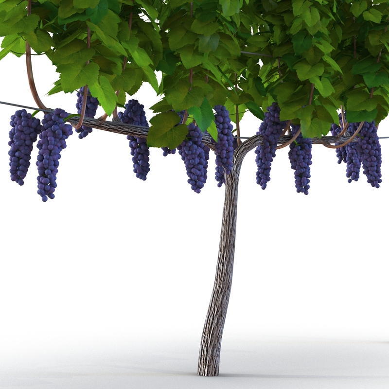 vineyard red grapes 3d model