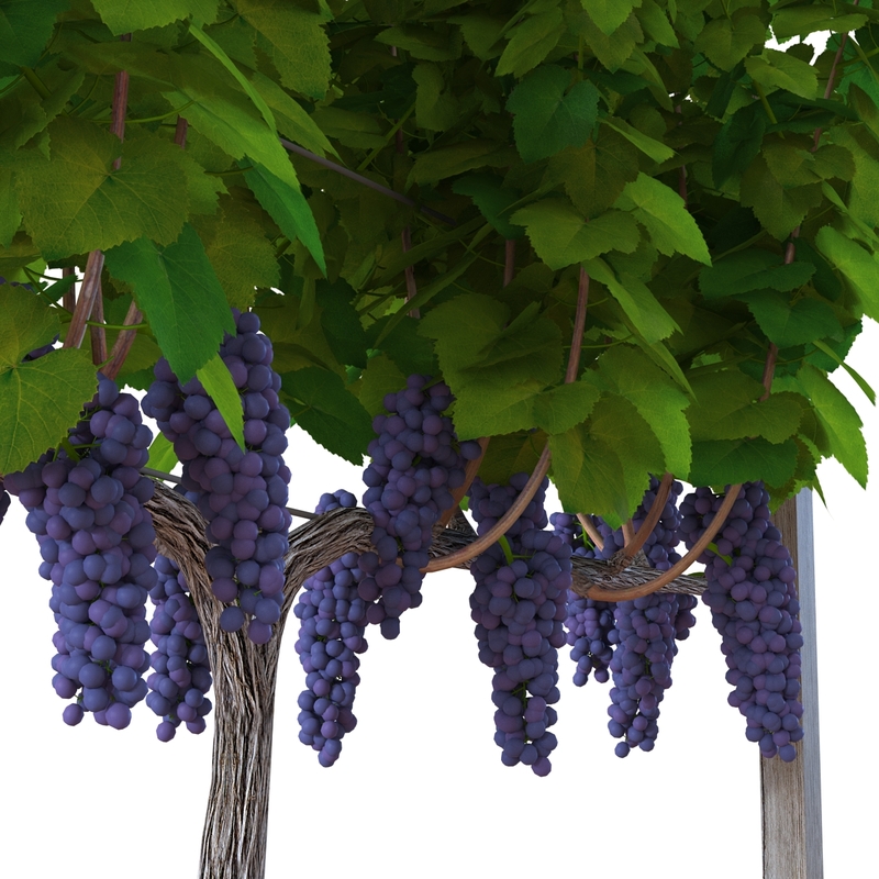 vineyard red grapes 3d model