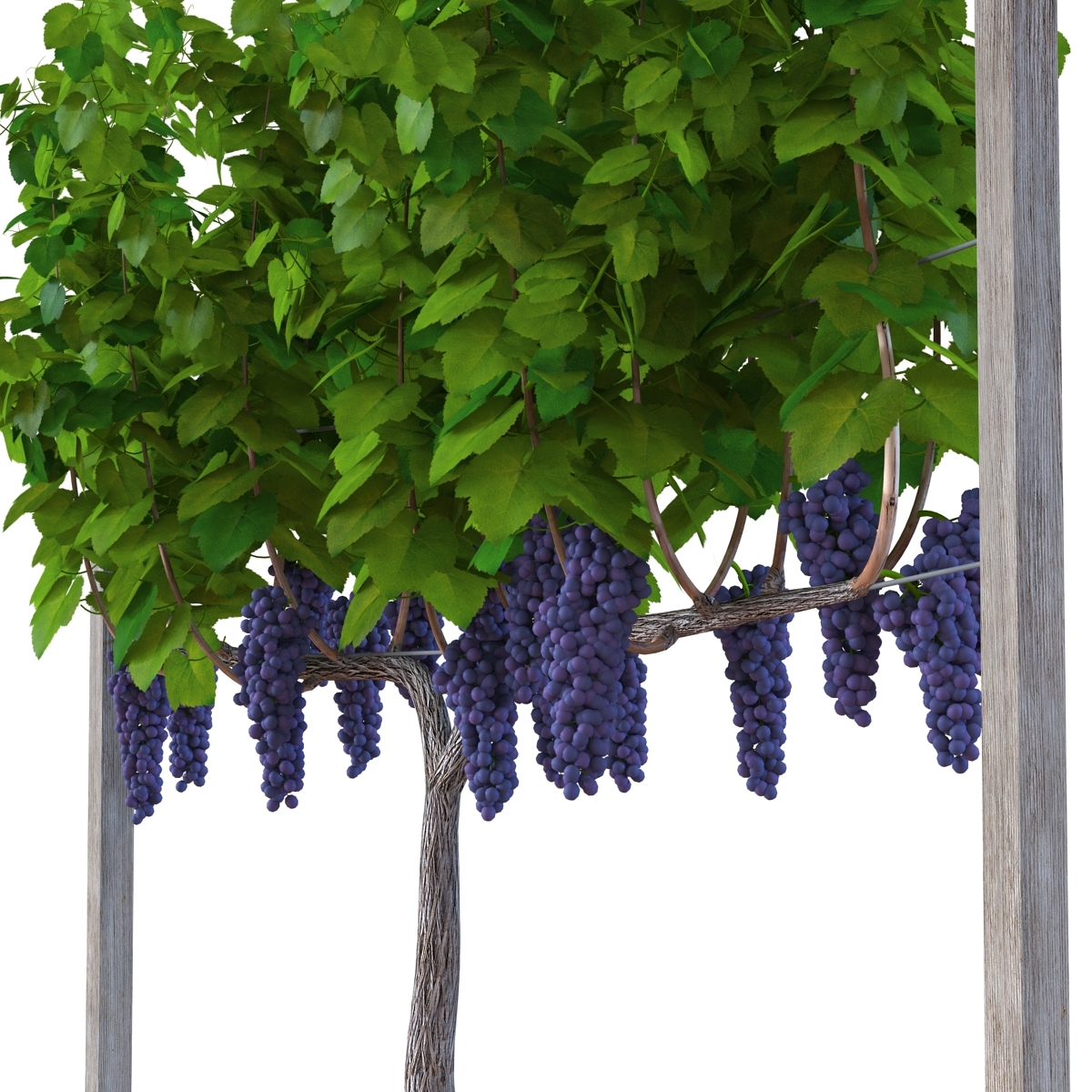 vineyard red grapes 3d model