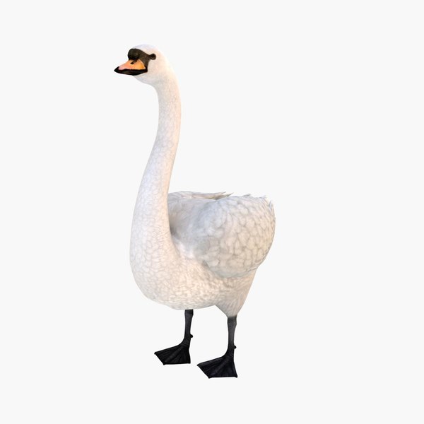 3D Swan Models | TurboSquid