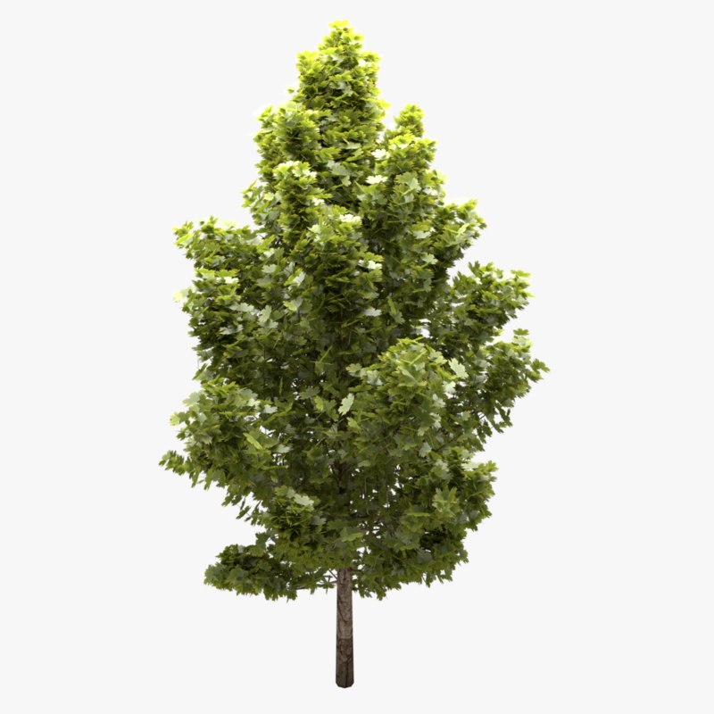 tree 3d obj