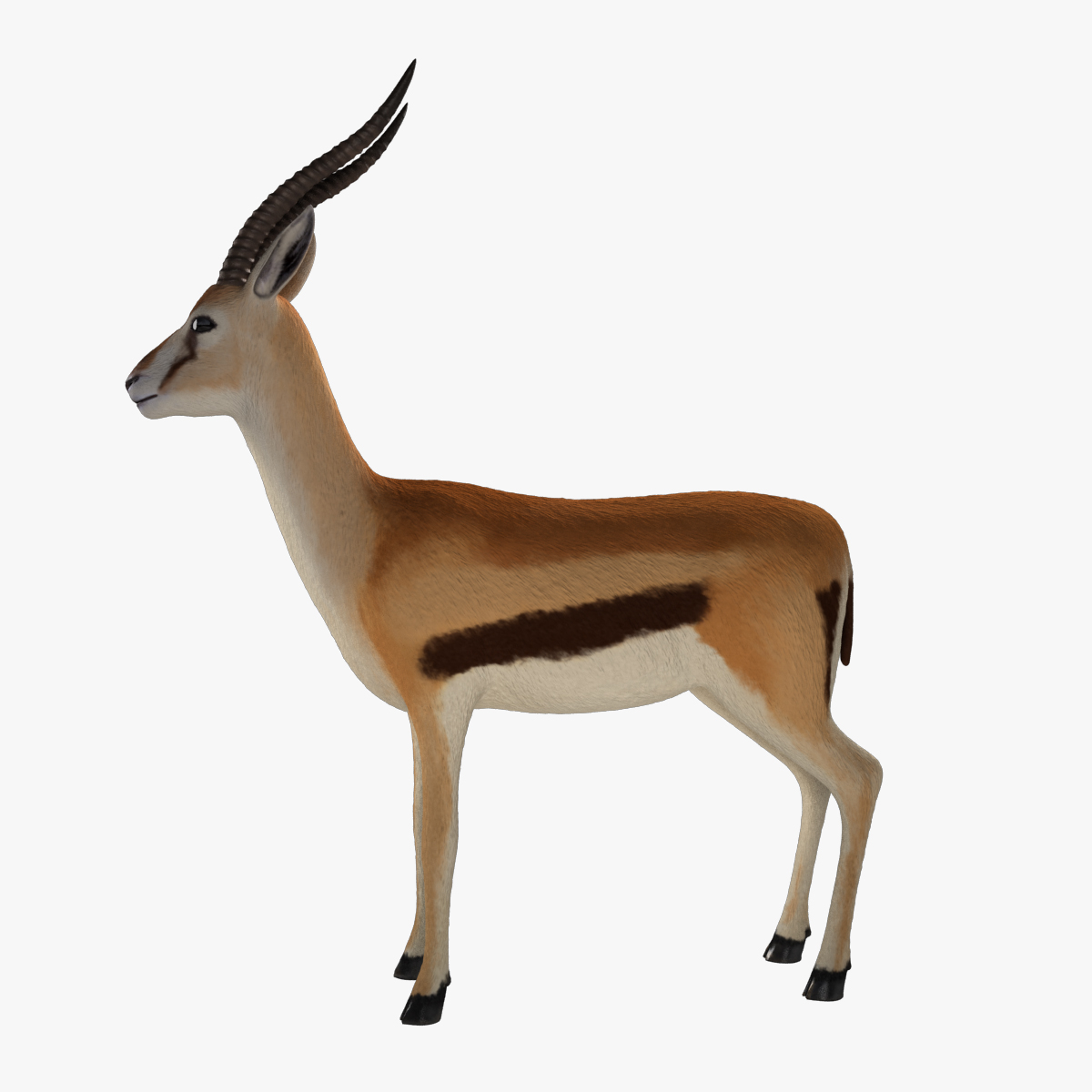 3d thomson gazelle model