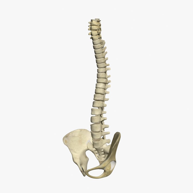 human spine 3d model