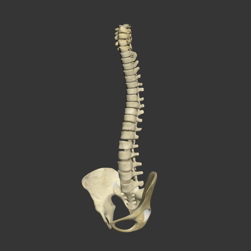 human spine 3d model