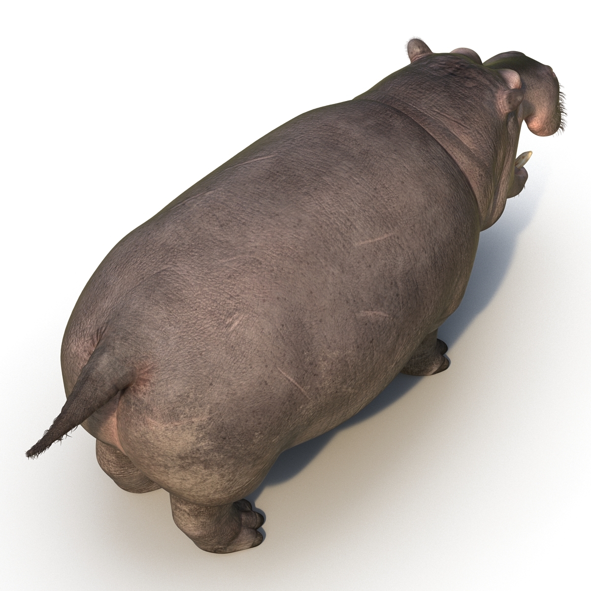 hippopotamus 2 fur max