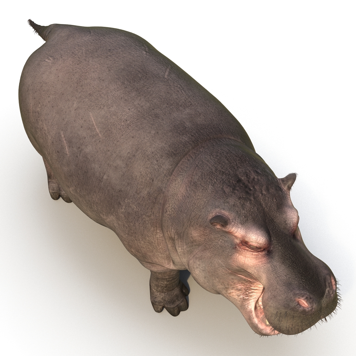 hippopotamus 2 fur max