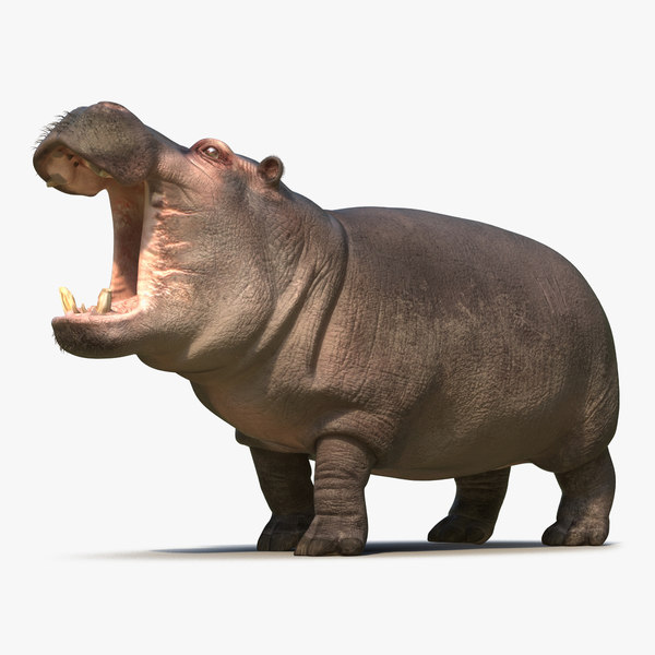 photorealistic hippopotamus rigged ma