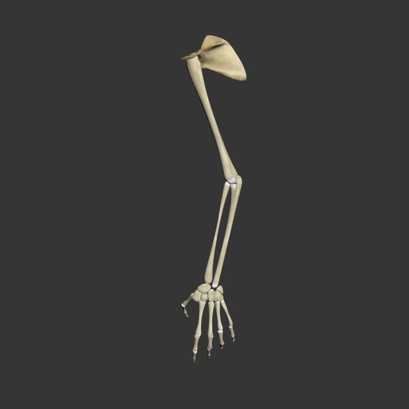 human skeleton arms max