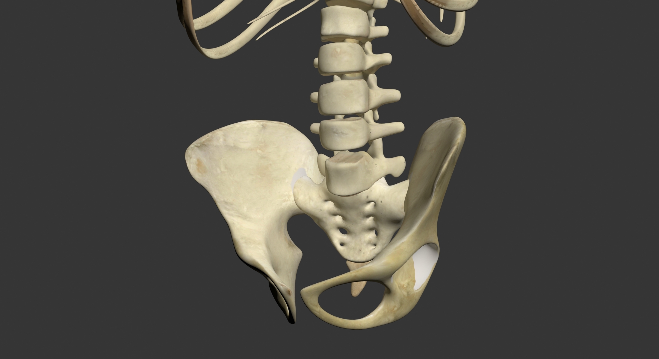 modèle 3D de Torse de squelette humain - TurboSquid 1020616