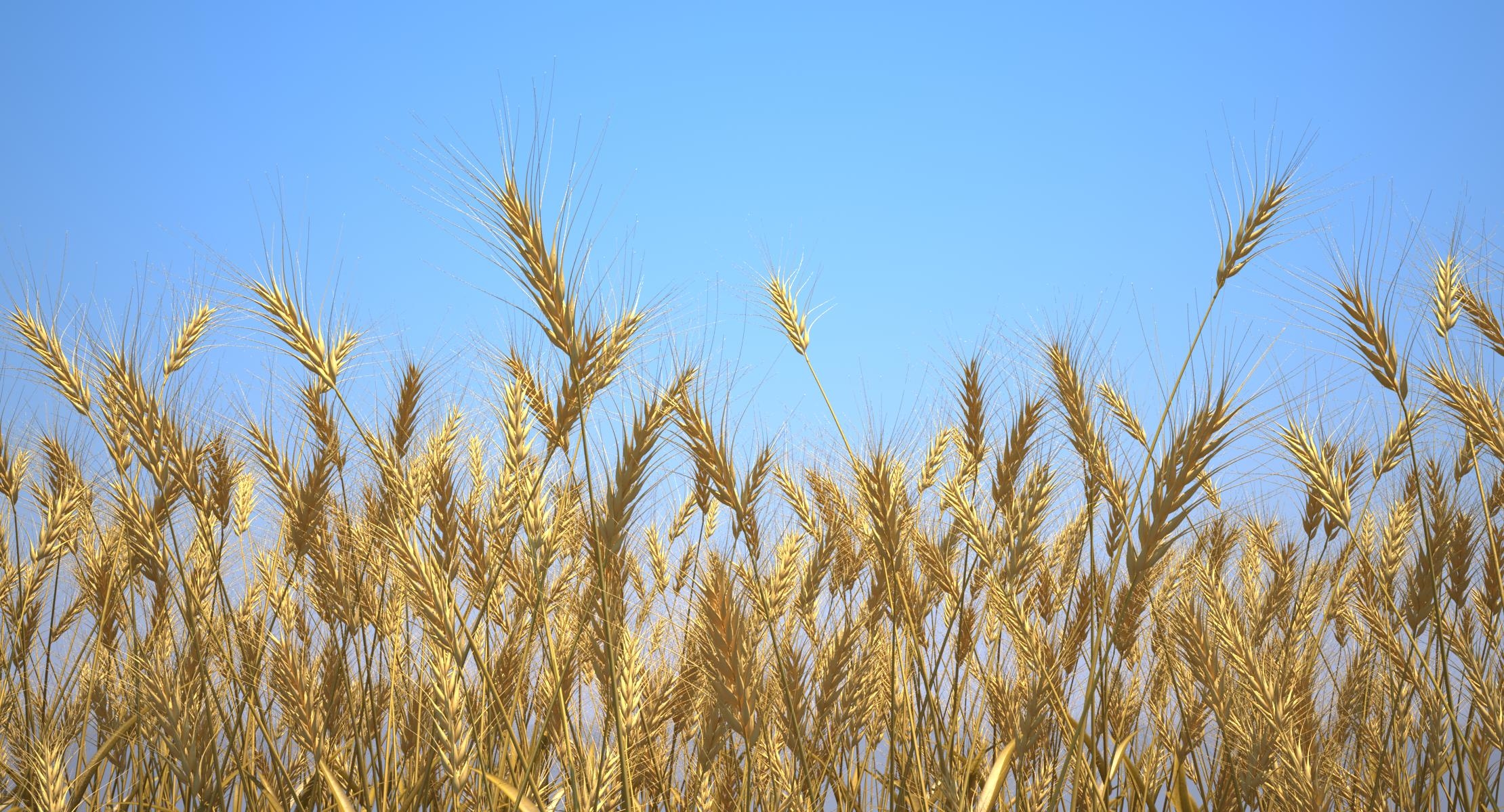 3d durum wheat