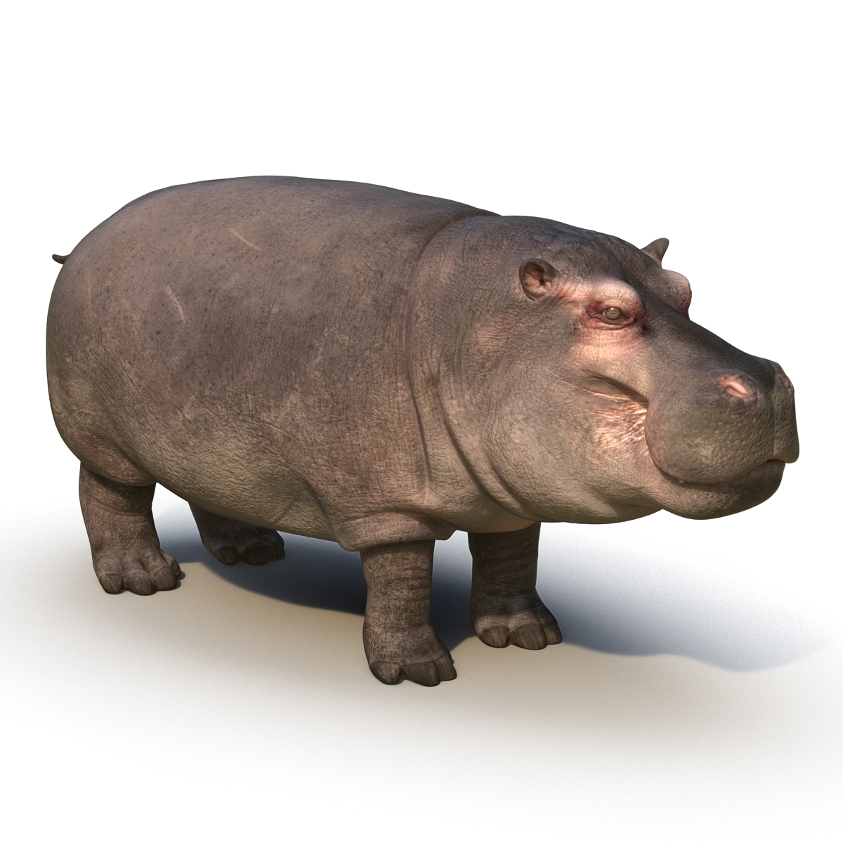 3d model hippopotamus hippo