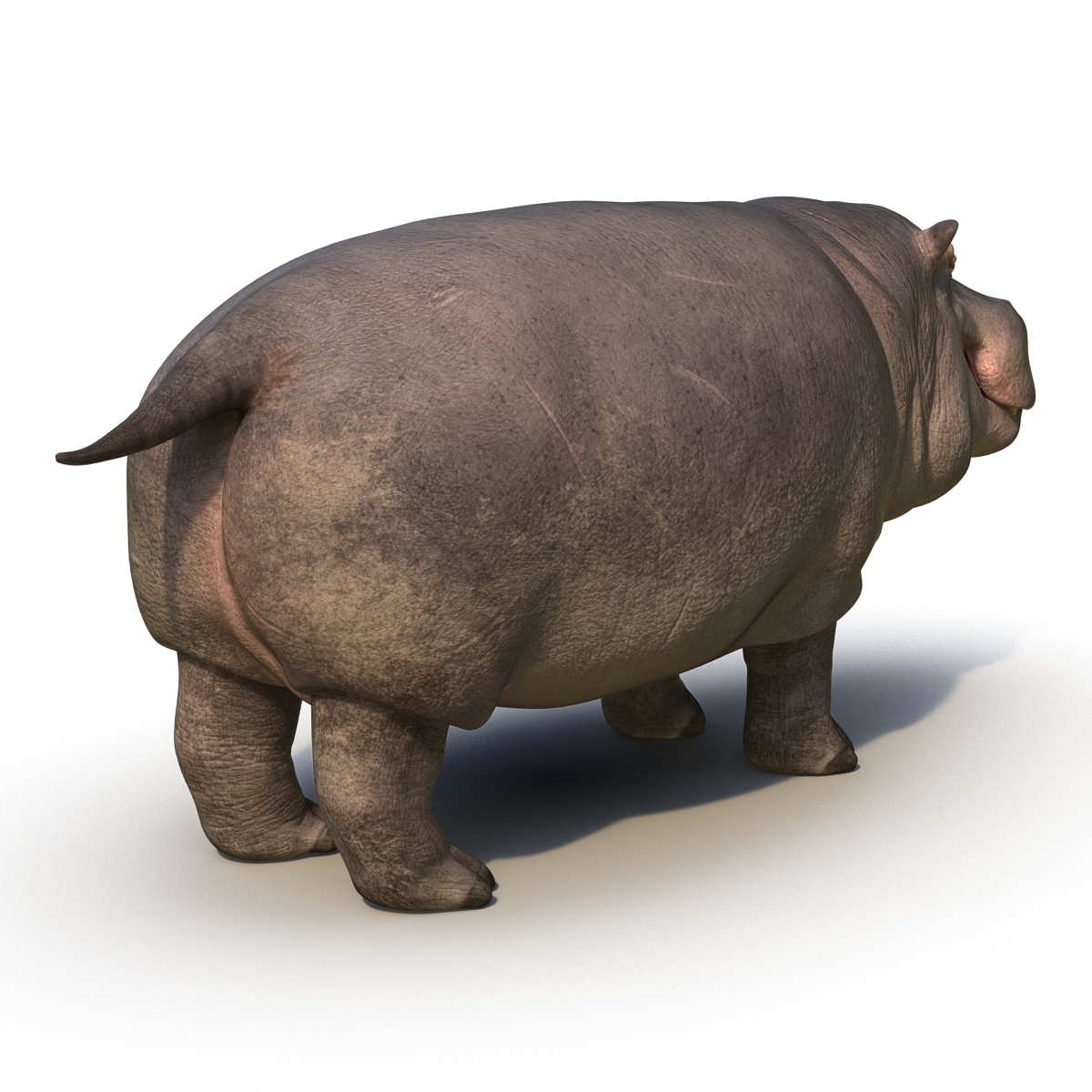 3d model hippopotamus hippo