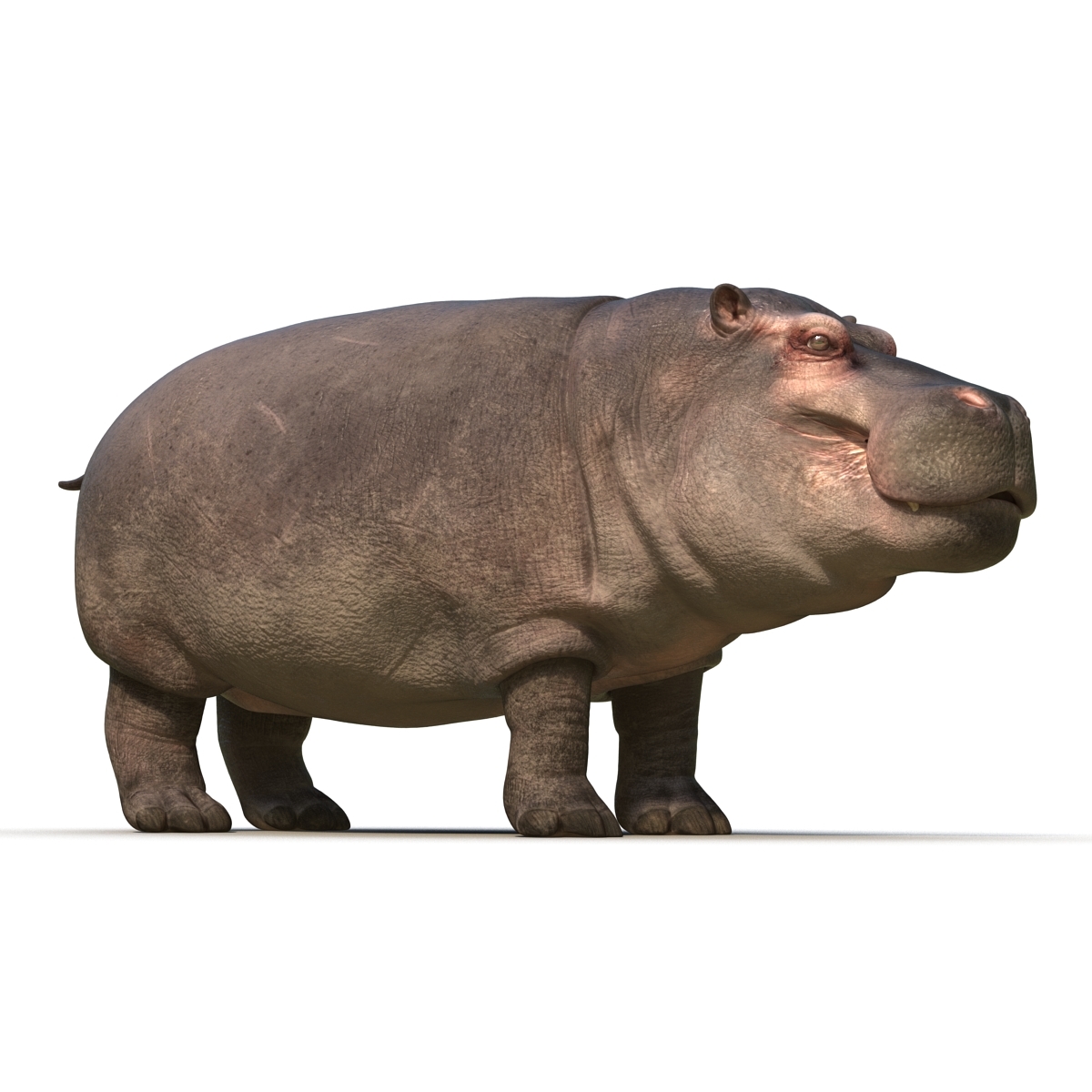 3d model hippopotamus hippo