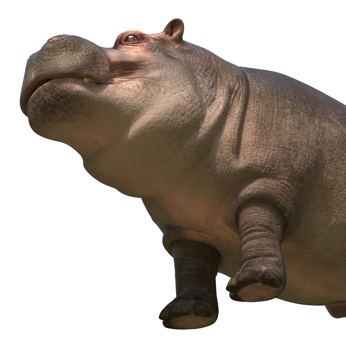3d model hippopotamus hippo