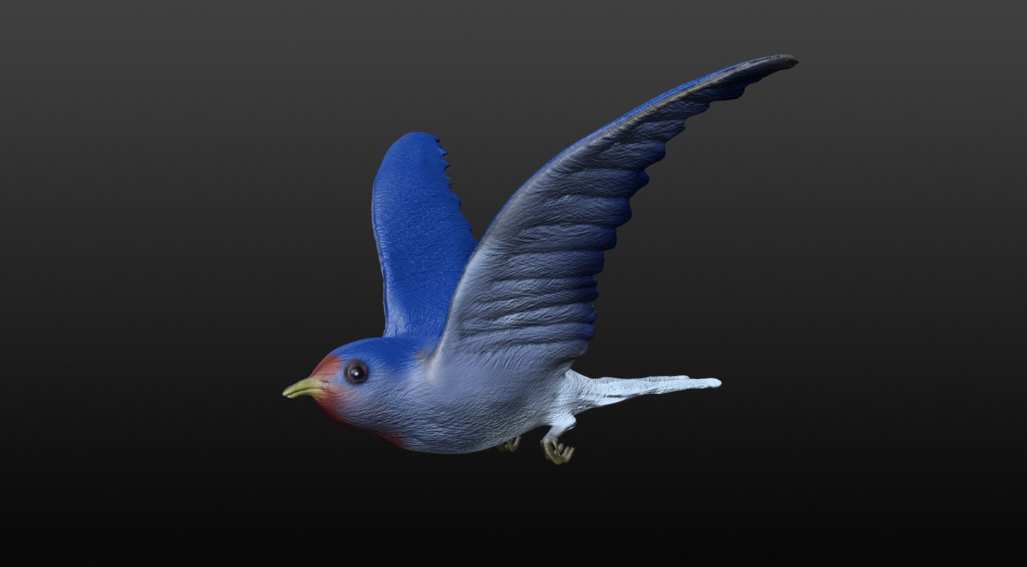 3d swallow model