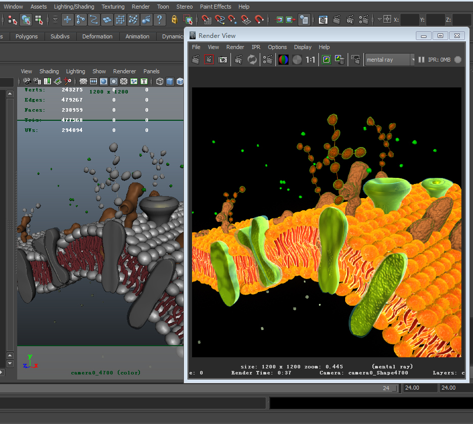 cell membrane 3d model