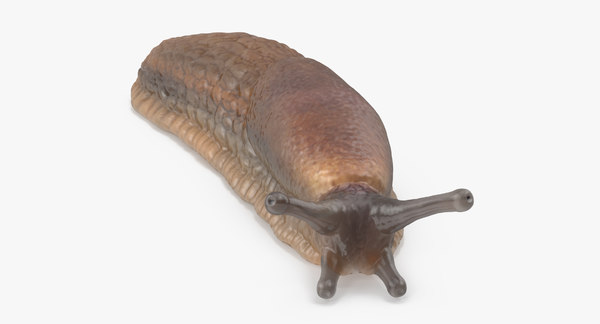 slug 01 3d model