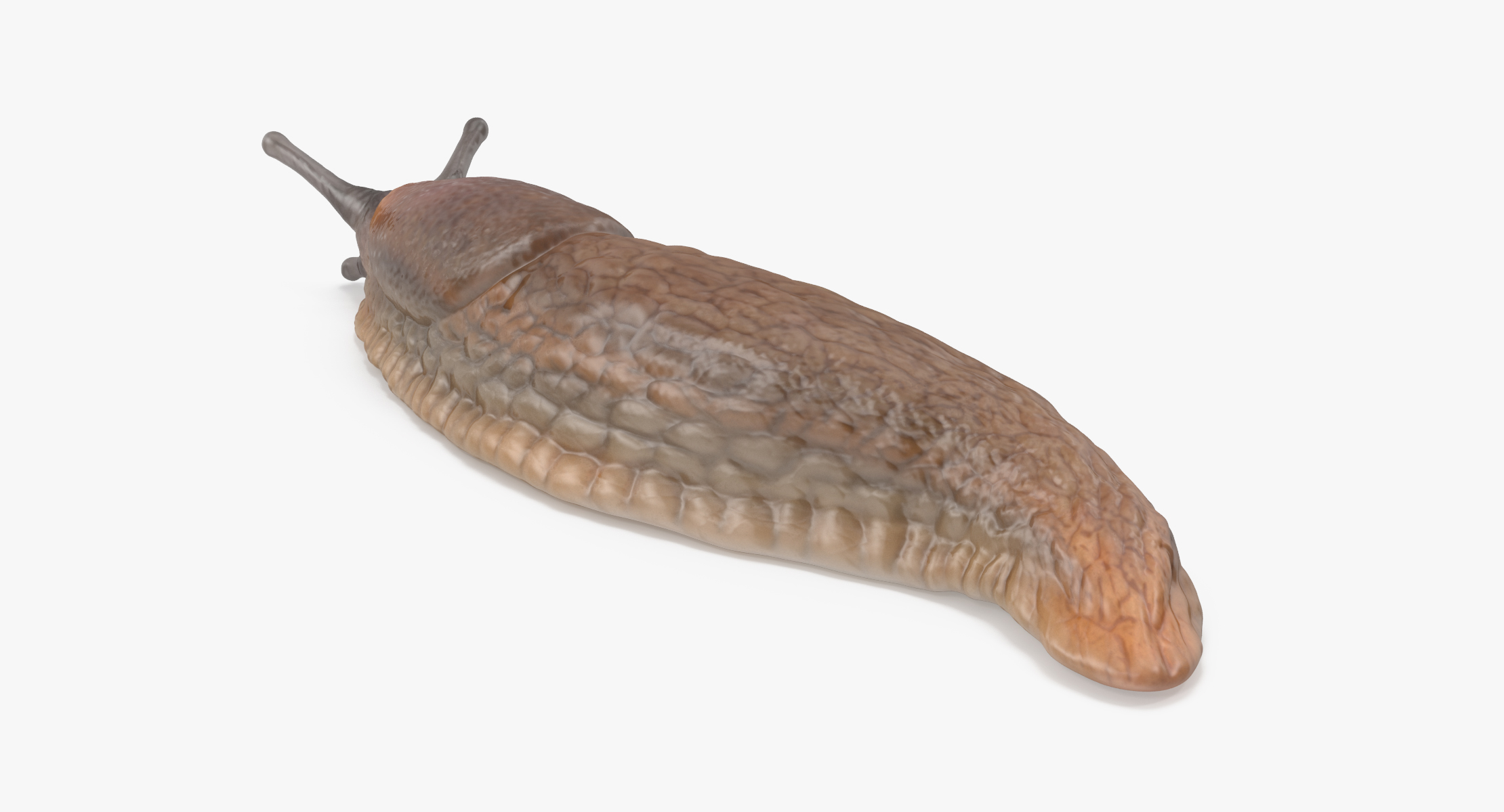 slug 01 3d model