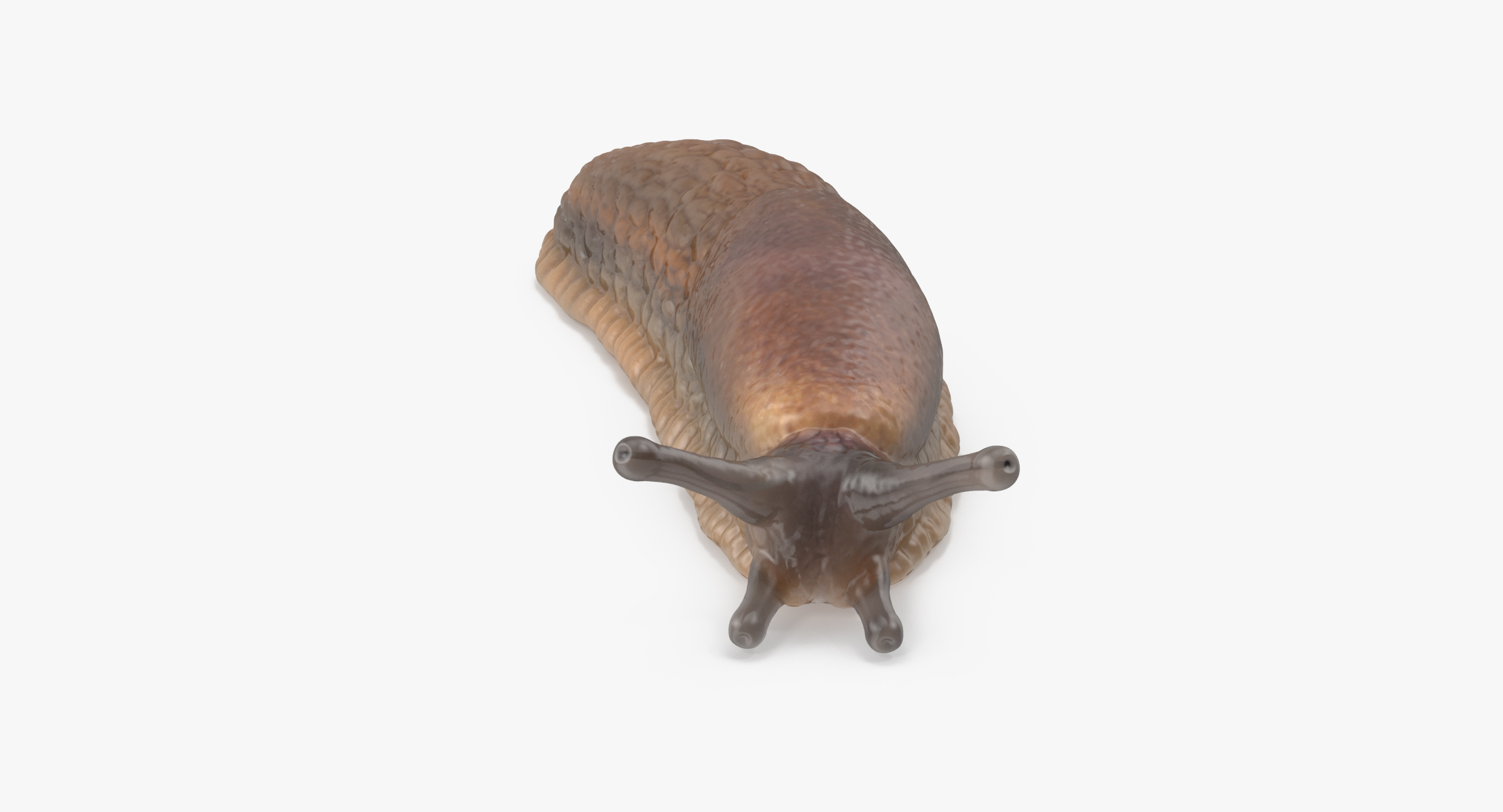 slug 01 3d model