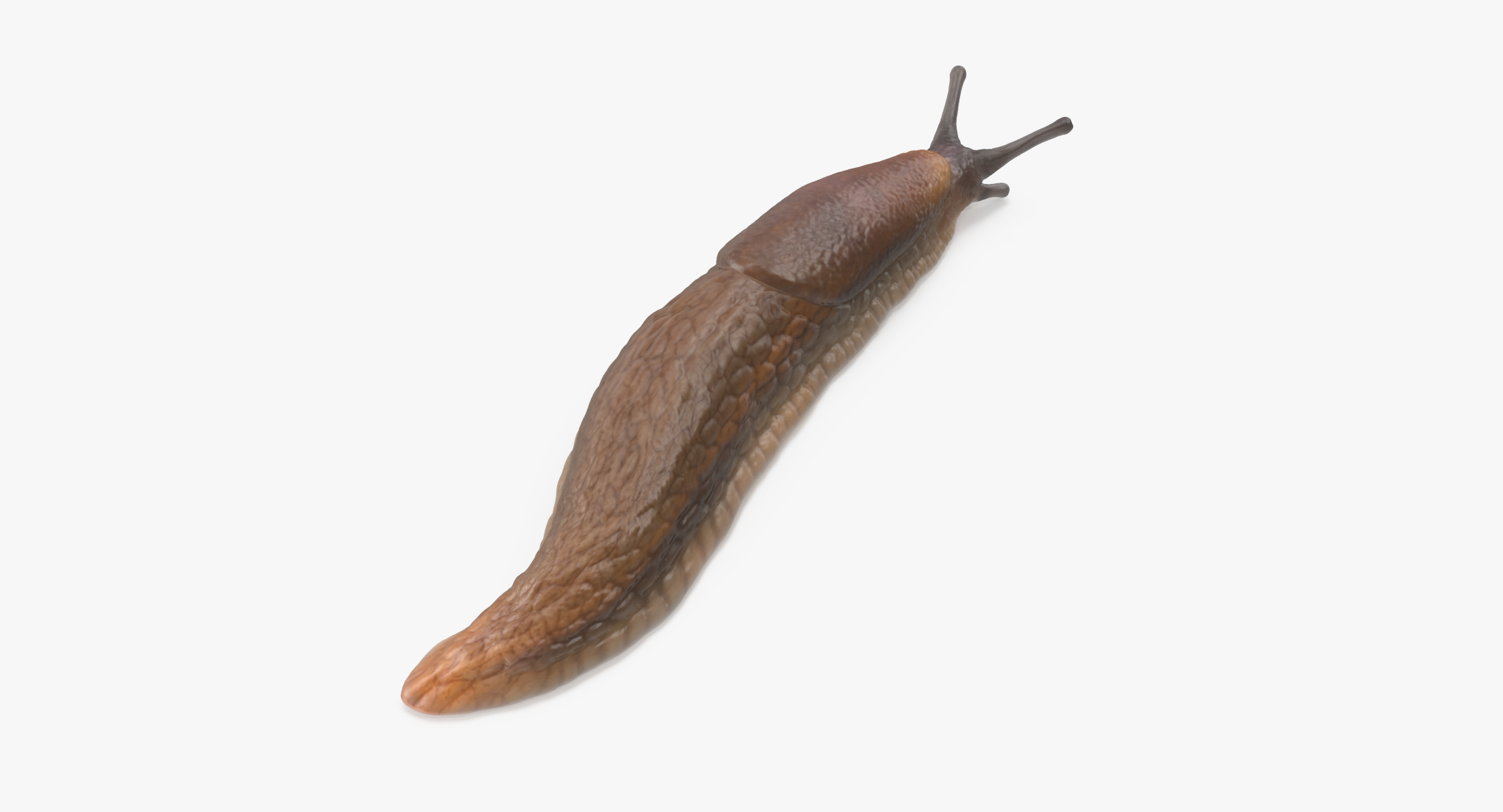 slug 01 3d model