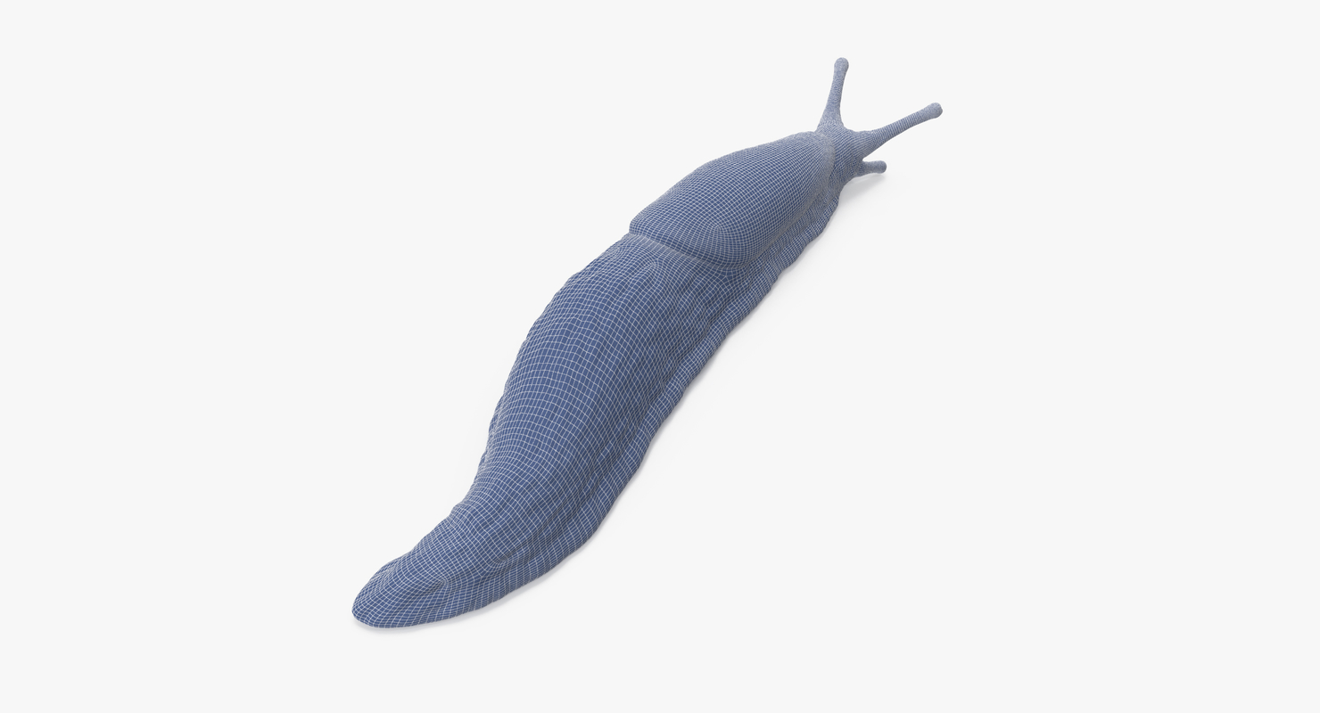 slug 01 3d model